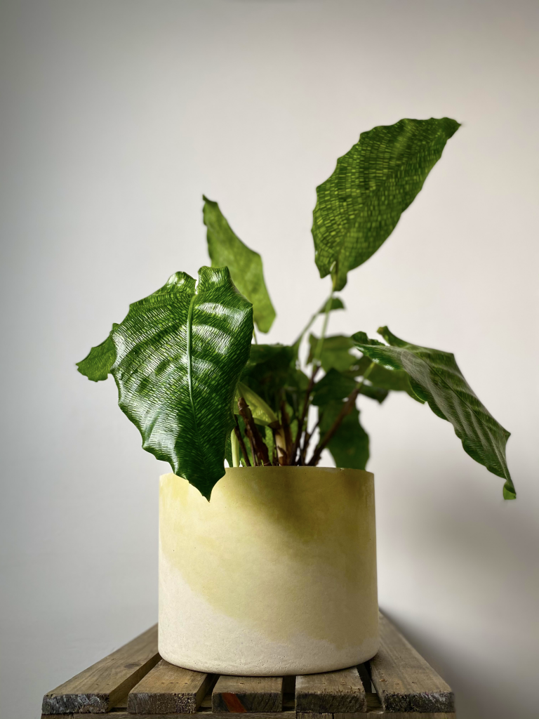 Calathea Musaica AKA Calathea Network - Concrete Jungle